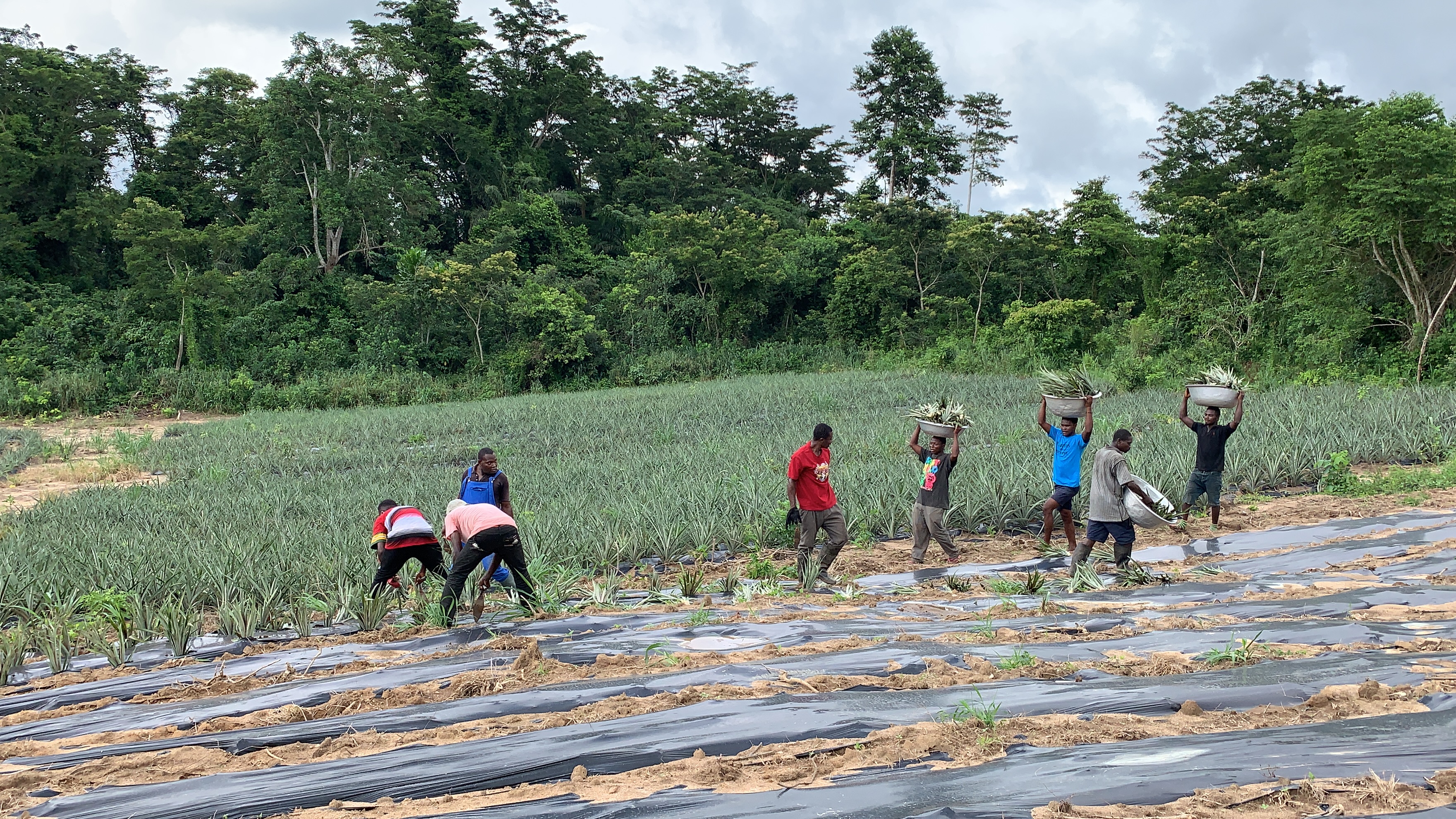 Pineapple Value Chain | Pineapple Value Chain